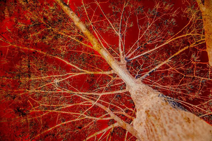tree - NikoGraphy - Photography, Abstract, Collage - ArtPal