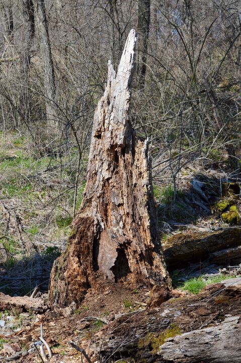 Rotting Away - Drgnfly Designs - Photography, Landscapes & Nature ...