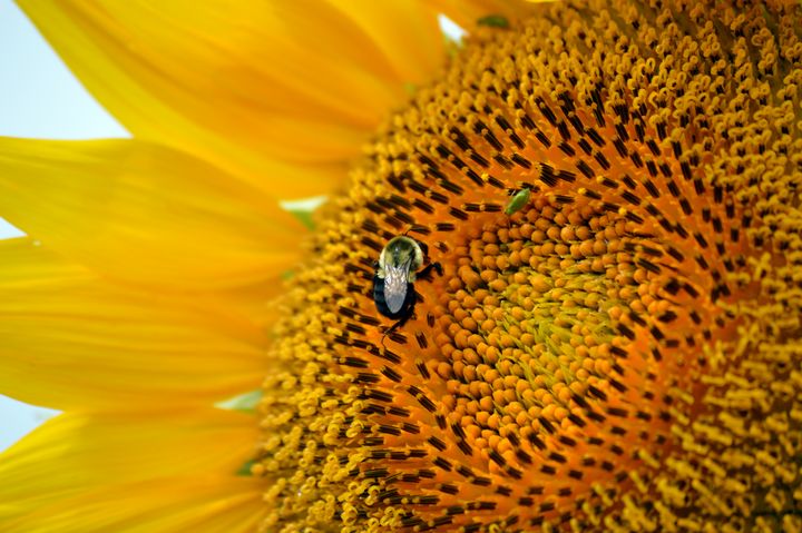 Bee and a Bug friend on a Sunflower - Drgnfly Designs - Photography ...
