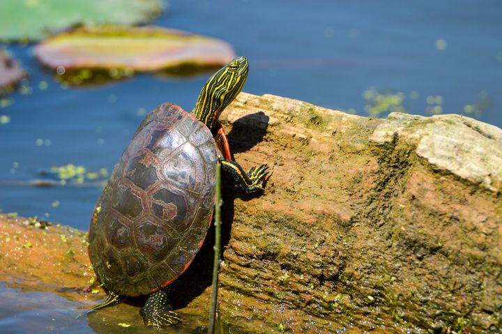 Catching Some Rays - Drgnfly Designs - Photography, Animals, Birds, & Fish, Reptiles ...