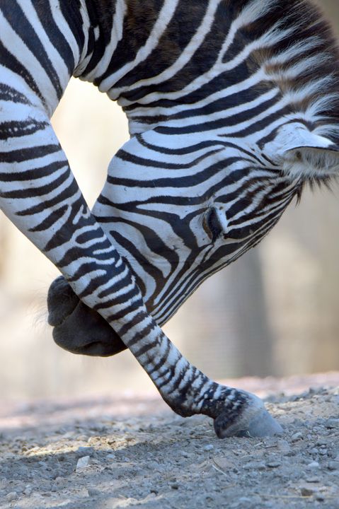 Bow to the King - Drgnfly Designs - Photography, Animals, Birds, & Fish ...