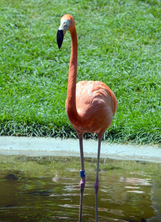 Flamingo - Drgnfly Designs - Photography, Animals, Birds, & Fish, Birds ...