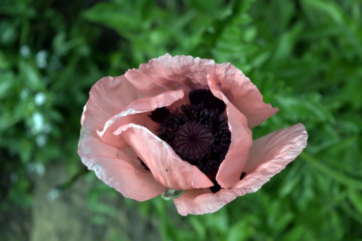 Princess Victoria Louise Poppy - Drgnfly Designs - Photography, Flowers ...