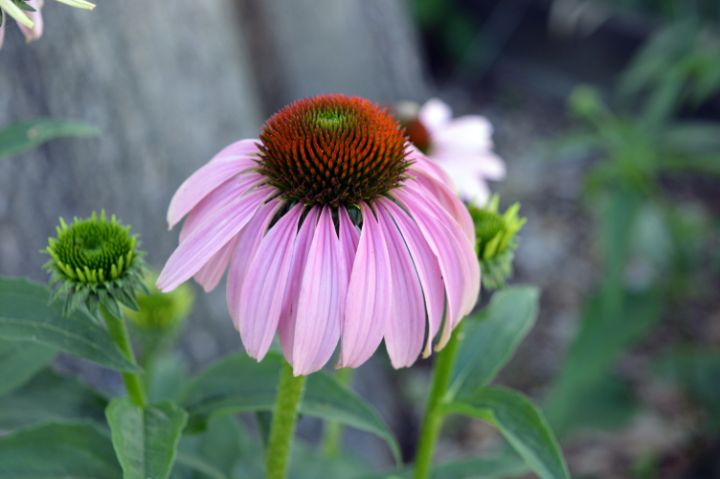 Purple coneflower - Drgnfly Designs - Photography, Flowers, Plants ...