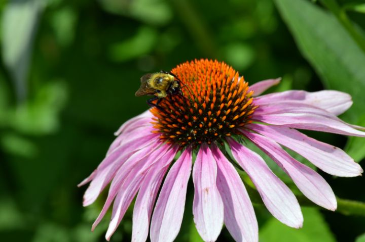 Bee on a coneflower - Drgnfly Designs - Photography, Animals, Birds ...