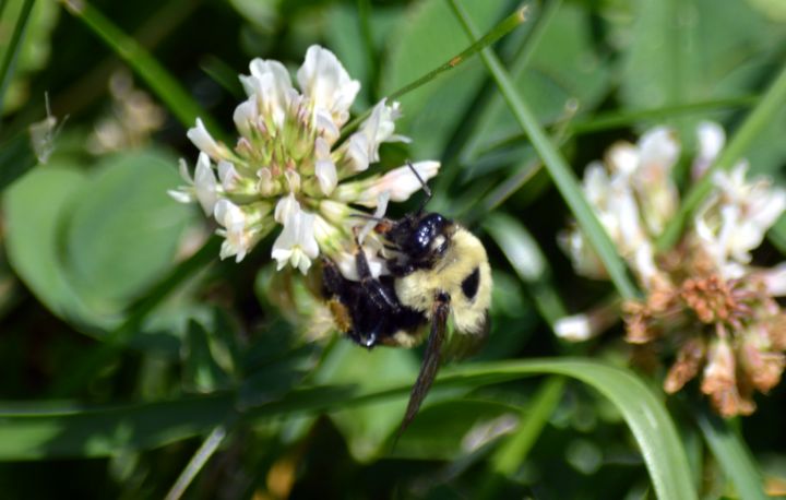 Bumblebee on a clover - Drgnfly Designs - Photography, Animals, Birds ...