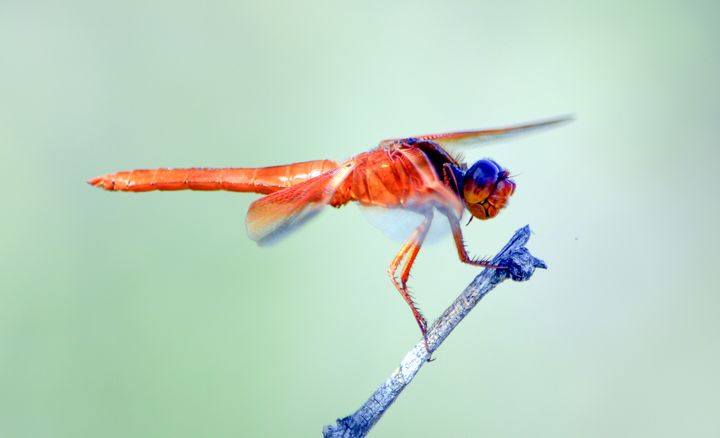 Flame Skimmer Dragonfly - Drgnfly Designs - Photography, Animals, Birds ...