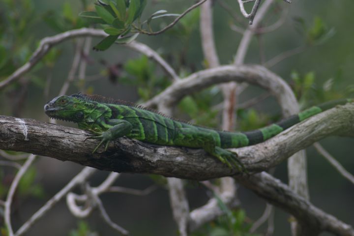 Celebration of the Lizard 1 - Armond Blackwater - Photography ...
