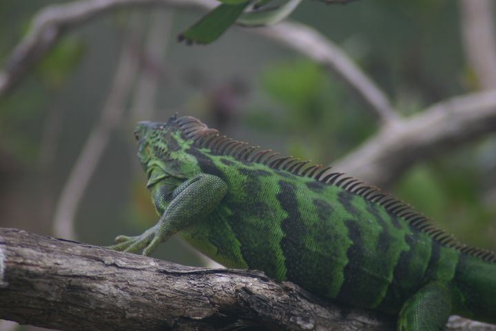 Celebration of the Lizard 5 - Armond Blackwater - Photography ...