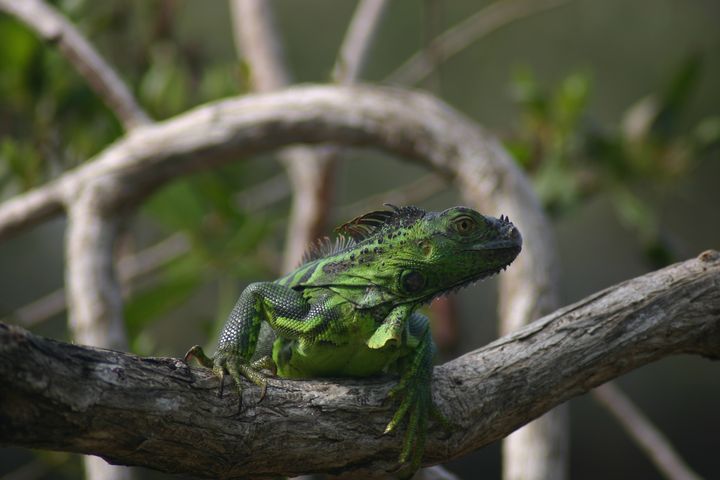 Celebration of the Lizard 8 - Armond Blackwater - Photography ...