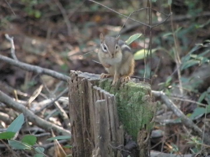 chipmunk - Touch of Paint and Photos by Scott - Photography, Animals ...