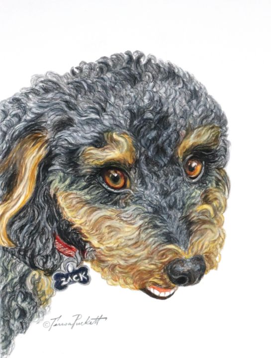 Zack The Wonder Dog - Art By Teresa Puckett - Drawings & Illustration ...