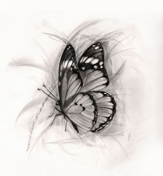 'A Flutter - Tiffany Landale Studio - Drawings & Illustration, Animals ...