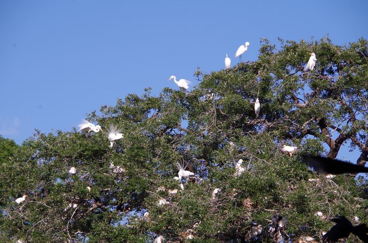 Egret nesting colony - ERNReed - Photography, Animals, Birds, & Fish ...