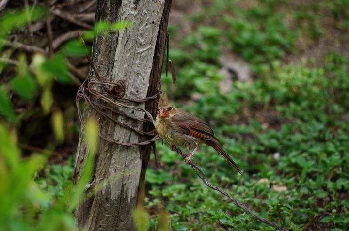 Juvenile cardinal on barbed wire - ERNReed - Photography, Animals ...