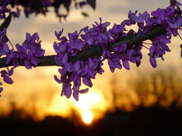 Redbuds at sunset - ERNReed - Photography, Flowers, Plants, & Trees ...