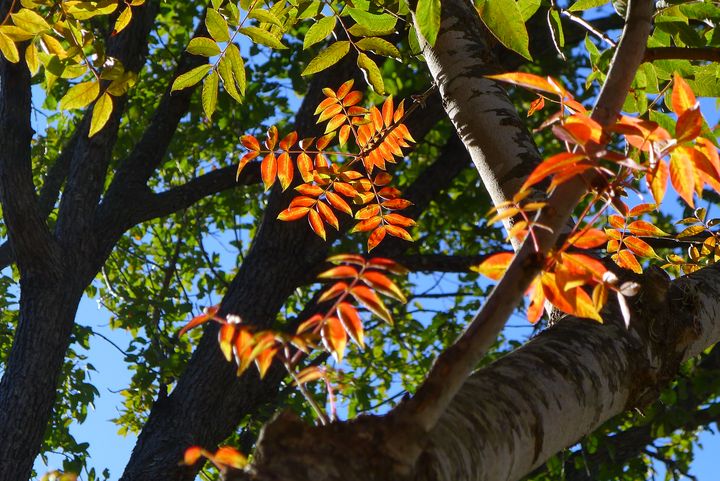 Changing leaves - ERNReed - Photography, Flowers, Plants, & Trees ...