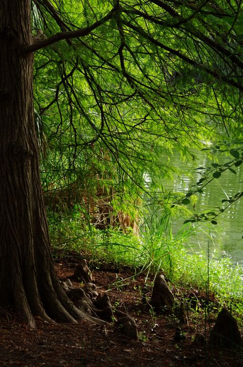 Pond-side tree - ERNReed - Photography, Flowers, Plants, & Trees, Trees ...