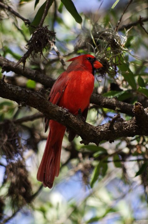 Cardinal in a tree - ERNReed - Photography, Animals, Birds, & Fish ...