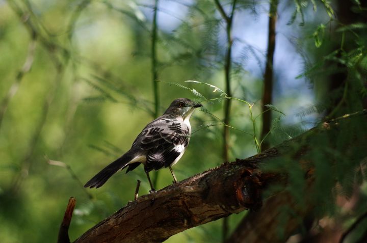 Leaf shadows on perching bird - ERNReed - Photography, Animals, Birds ...