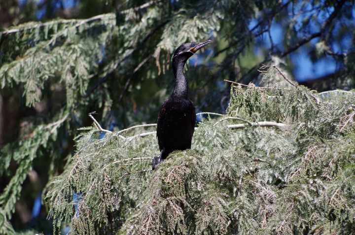 Neotropic cormorant in tree - ERNReed - Photography, Animals, Birds ...