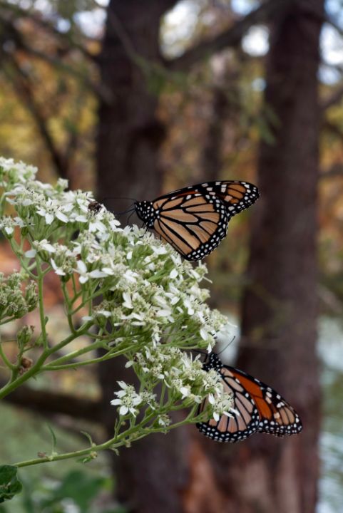 Monarchs flowers and trees - ERNReed - Photography, Animals, Birds ...