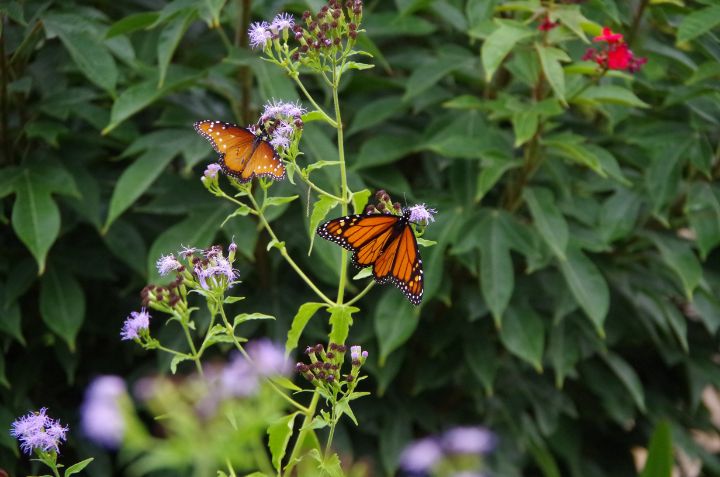 Royal butterflies - ERNReed - Photography, Animals, Birds, & Fish, Bugs ...