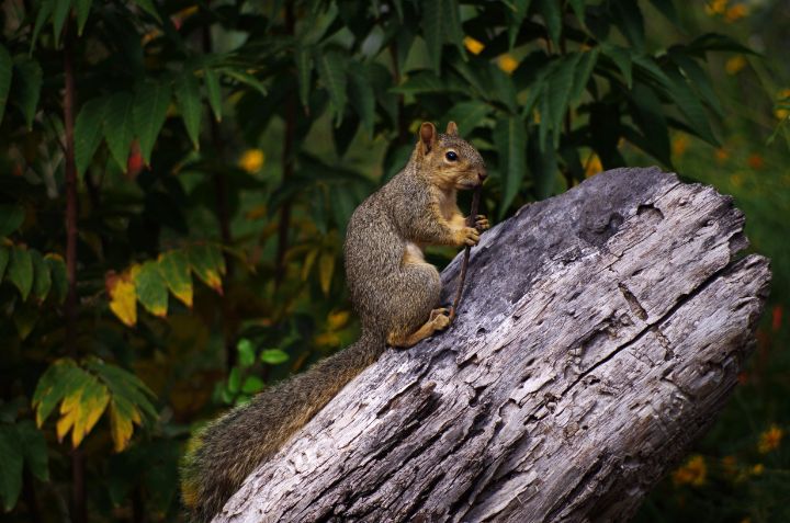 Squirrel in a garden - ERNReed - Photography, Animals, Birds, & Fish ...