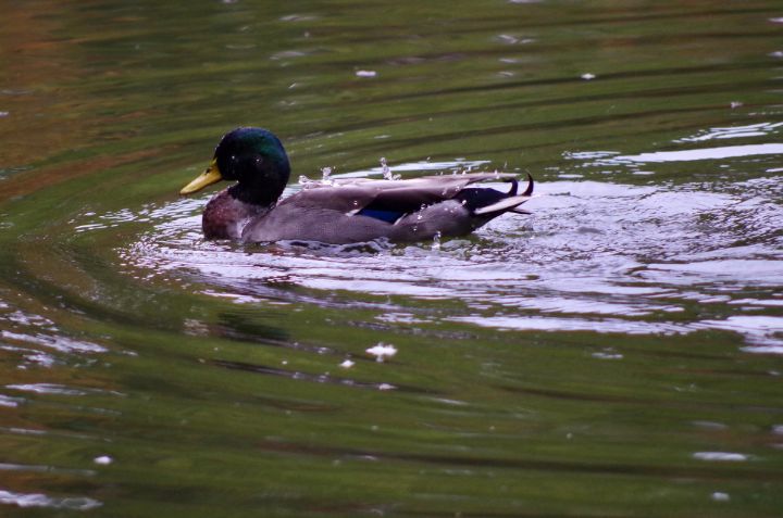 Mallard drake - ERNReed - Photography, Animals, Birds, & Fish, Birds ...