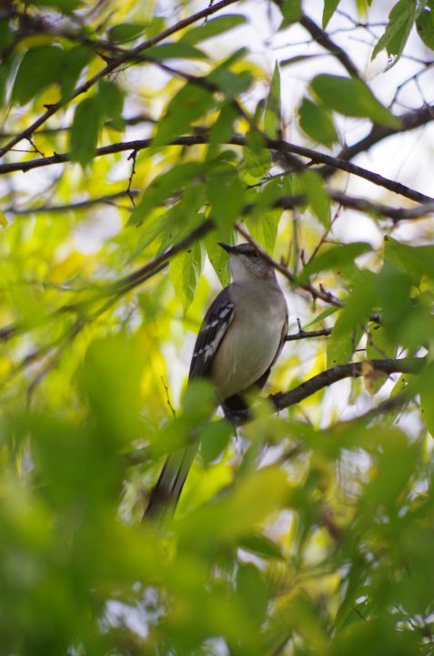 Peekaboo, mocker! - ERNReed - Photography, Animals, Birds, & Fish ...