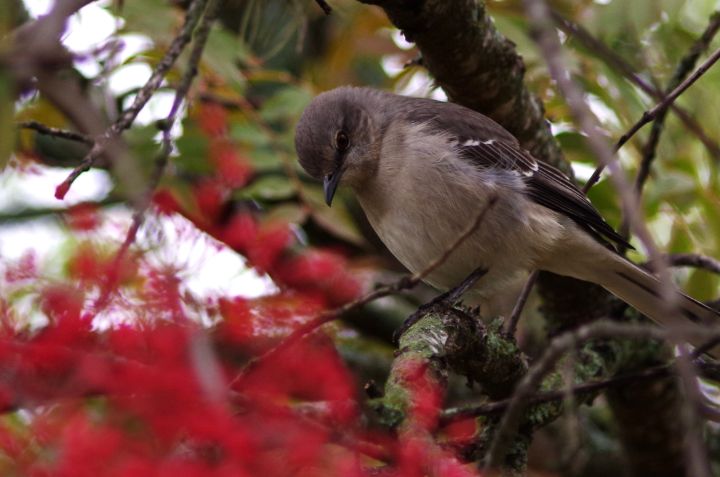 Mockingbird in tree - ERNReed - Photography, Animals, Birds, & Fish ...