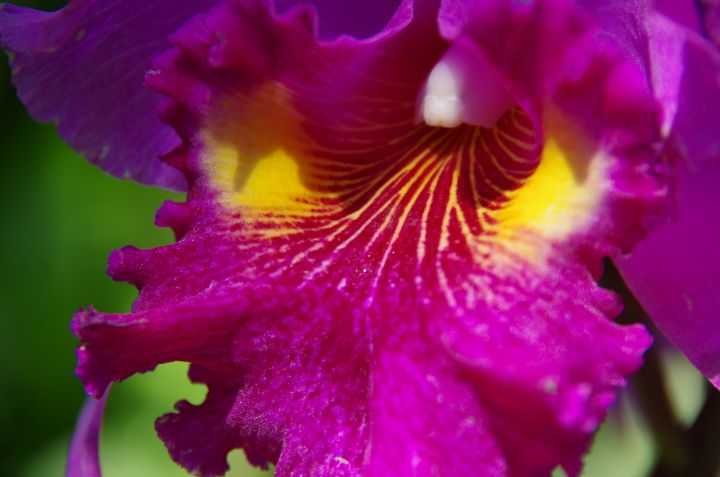 Another orchid - ERNReed - Photography, Flowers, Plants, & Trees ...