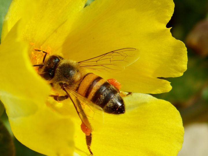 Bee on flower - ERNReed - Photography, Animals, Birds, & Fish, Bugs ...