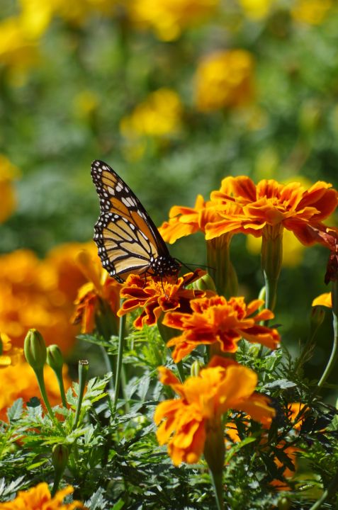 Monarch on marigold - ERNReed - Photography, Animals, Birds, & Fish ...