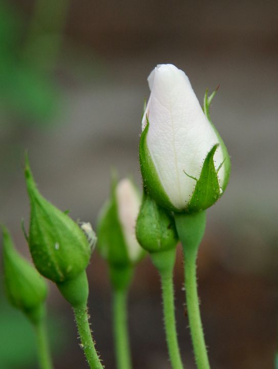White rosebuds - ERNReed - Photography, Flowers, Plants, & Trees ...