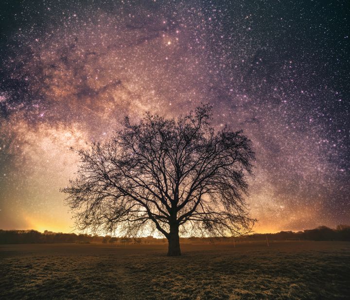 Tree under starlight - London UK - Sandner Art - Photography, Astronomy ...