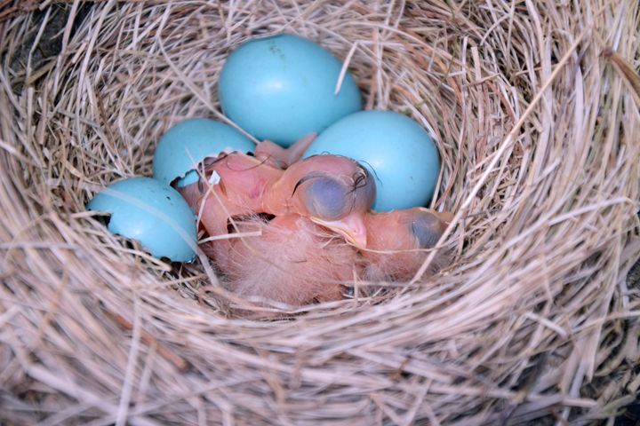 Newly Born - Newfoundland art - Photography, Animals, Birds, & Fish ...