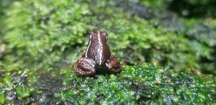 Red Frog - Scarlet Moonlight - Photography, Animals, Birds, & Fish ...
