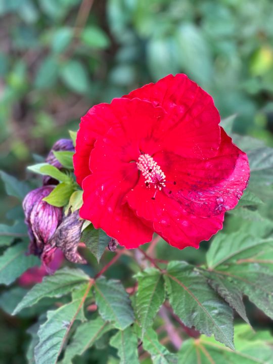 The beauty of Mother Nature - Wander Frame - Photography, Flowers ...