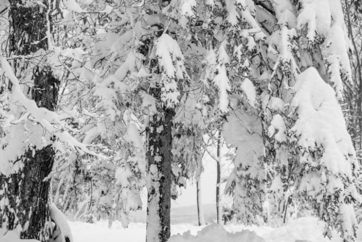 Two Feet of Snow Covered Trees - Alana's Fine Art Photography ...