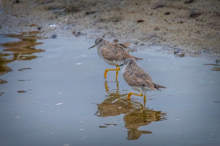 Yellowlegs Tiptoe Through The Water - Debra Martz - Photography ...