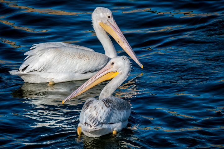 Pair of American White Pelicans - Debra Martz - Photography, Animals ...