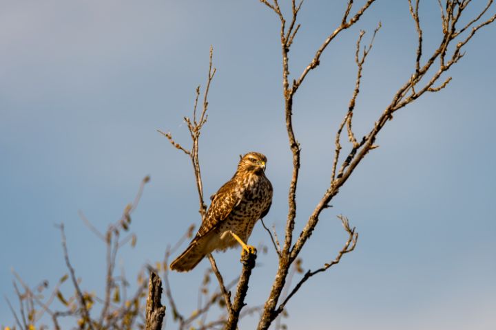 Beautiful Perched Hawk - Debra Martz - Photography, Animals, Birds ...