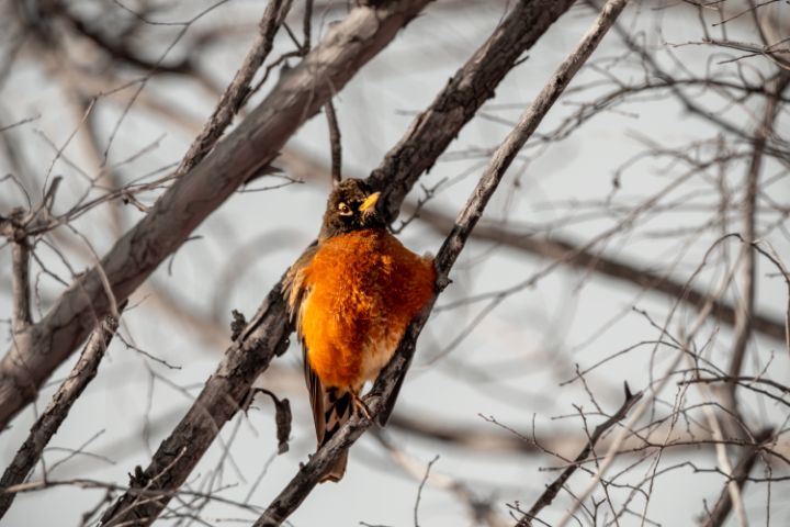 Early Morning Robin - Debra Martz - Photography, Animals, Birds, & Fish ...