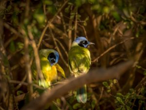 Green Jay Out On A Limb - Debra Martz - Photography, Animals, Birds ...