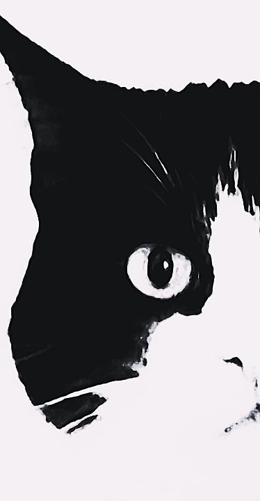 Babu Kitty - Kitty - Kurt Lapham Artistry - Photography, Animals, Birds ...