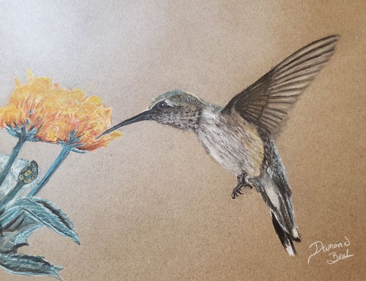 Hummingbird w/orange and yellow flow - Damond seth beal - Drawings ...