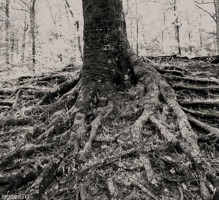 Tangled Roots - Brasier76 - Photography, Flowers, Plants, & Trees ...