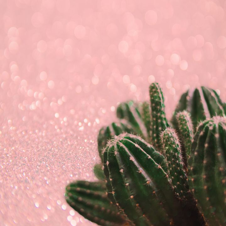 Cactus with Pink Sparkles - Bella Blue - Photography, Flowers, Plants ...