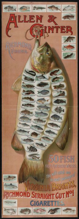 50 fish from American waters - Tony Bly - Paintings & Prints, Sports ...
